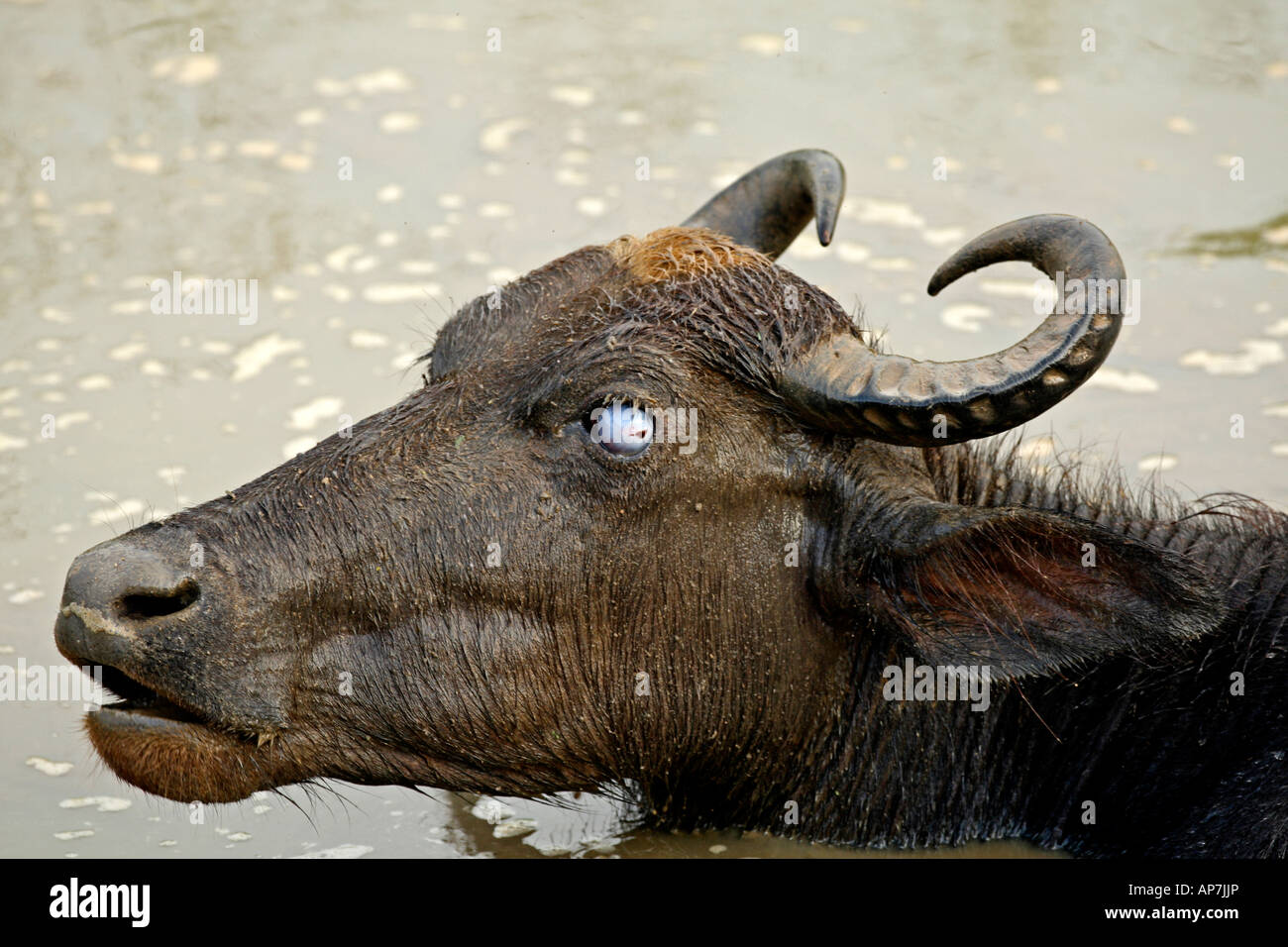 blind Water buffalo, aka carabao, Uda Walawe National Park, Sri Lanka - cataract Stock Photo - Alamy