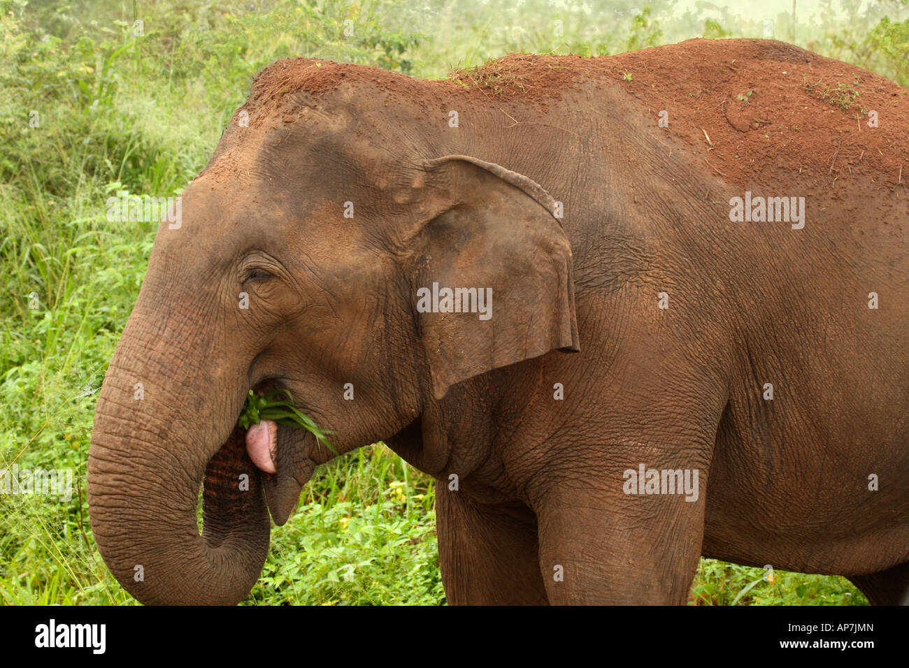 Asian Elephant chewing Uda Walawe National Park Sri Lanka Stock Photo ...