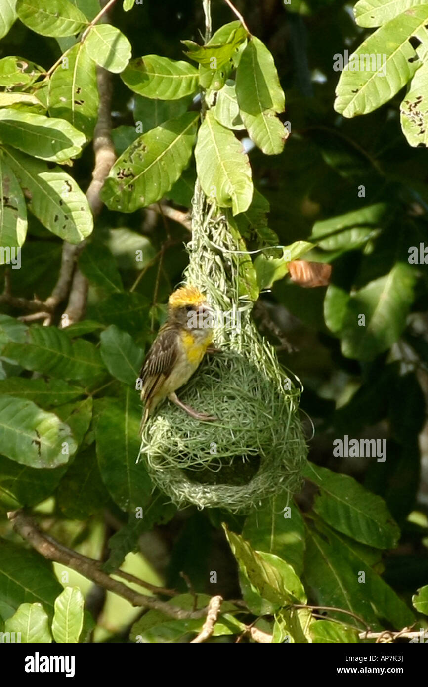 baya weaver, Ploceus philippinus and nest Uda Walawe National Park, Sri Lanka Stock Photo - Alamy