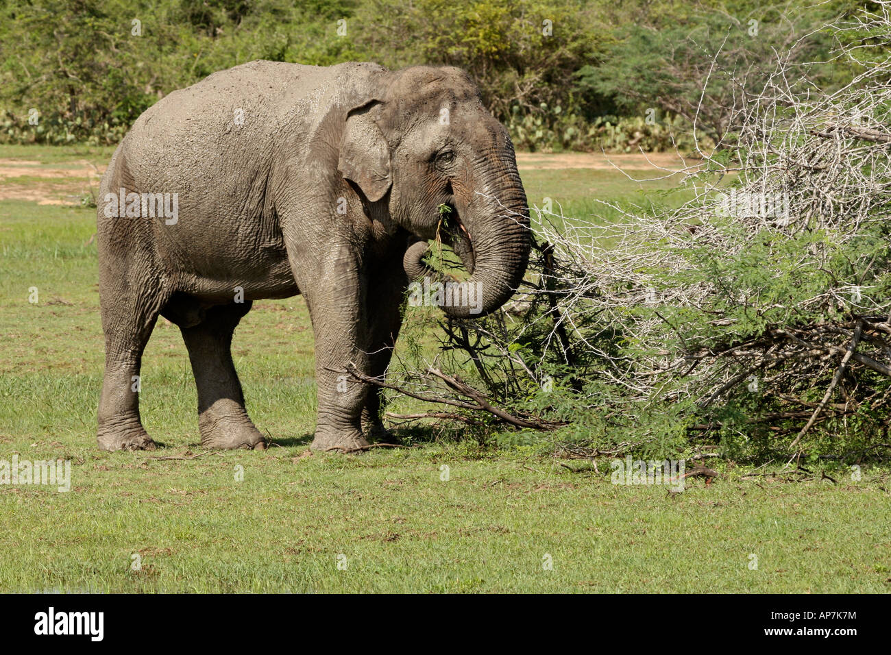 Asian bull Elephant, Bundala National Park,ee Sri Lanka Stock Photo - Alamy