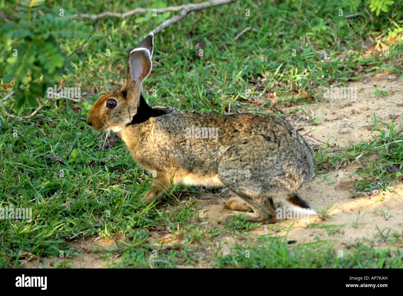 Indian hare, Lepus nigricollis, also known as the black-naped hare ...