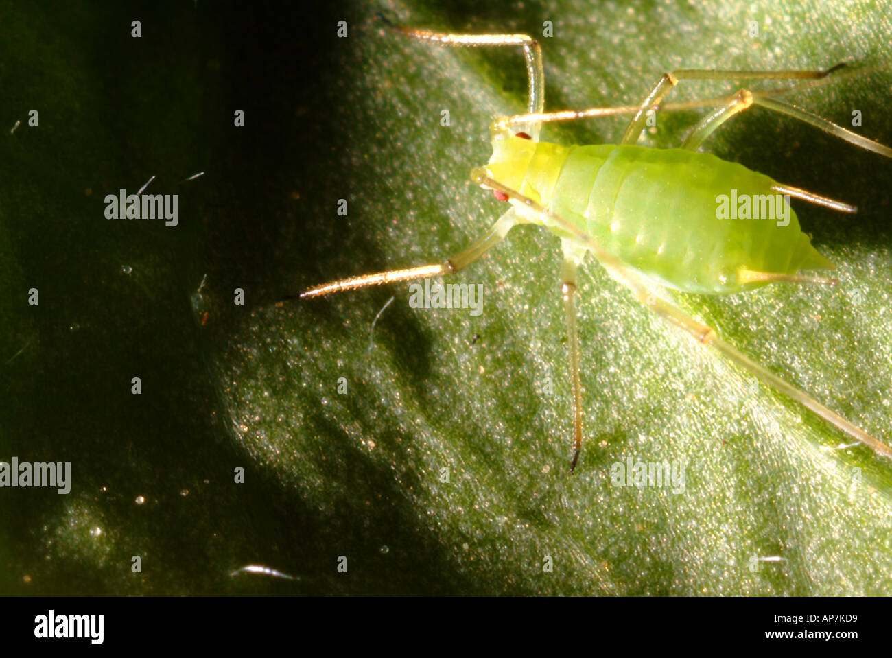 Small green aphids shot at high magnification on a background leaf ...