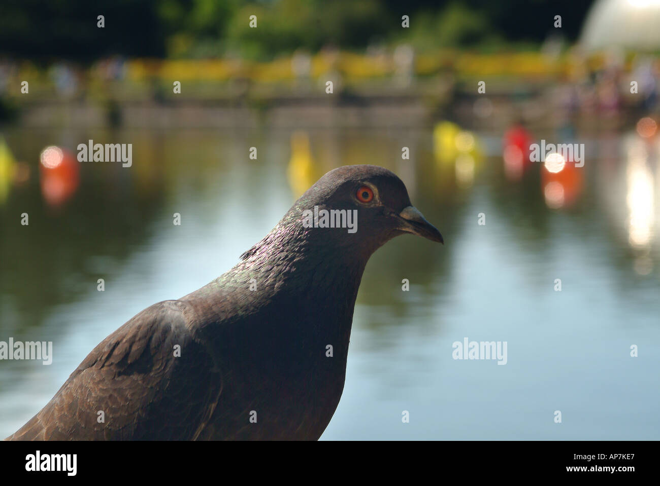 A pigeon sitting on the side of the lake outside the palm house at Kew ...