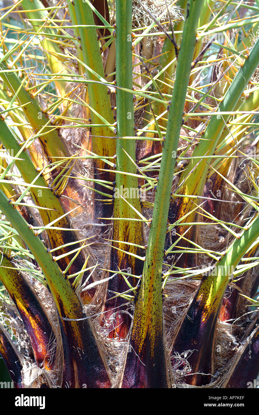 Close up detail of the lower parts of a giant palm tree Stock Photo - Alamy