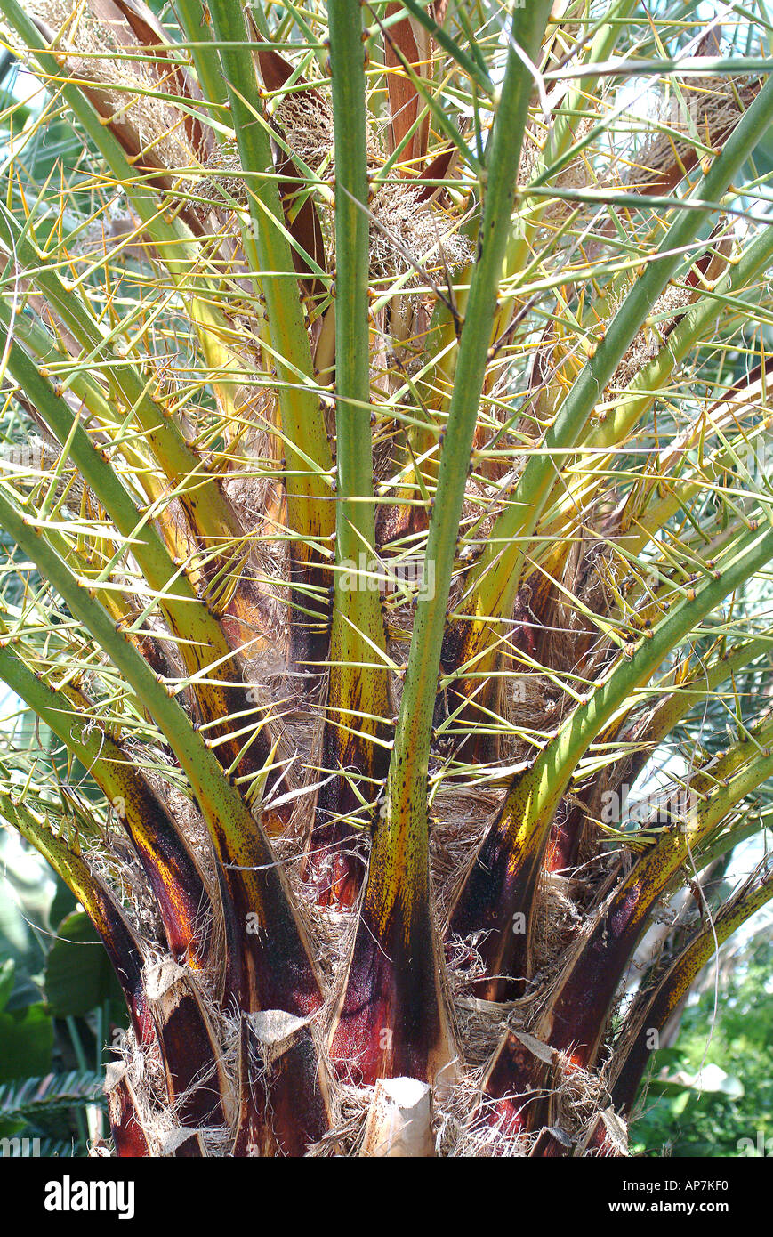 Close up detail of the lower parts of a giant palm tree Stock Photo - Alamy