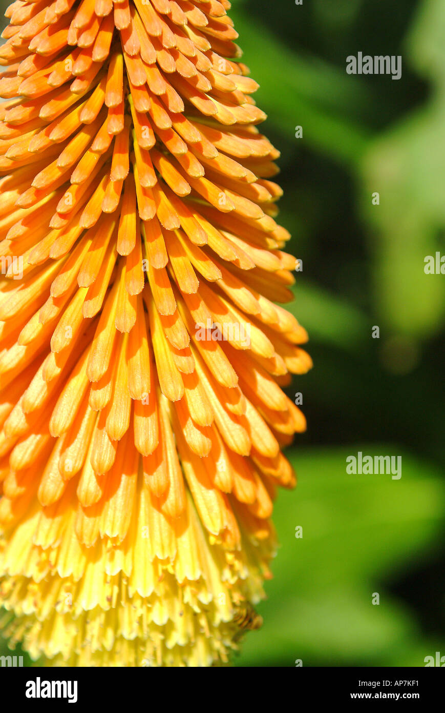 Tube like petals hi-res stock photography and images - Alamy