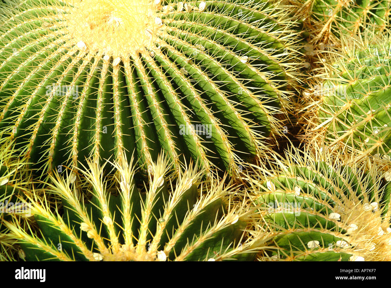 Close up detail of a giant cactus clearing showing the razor sharp ...