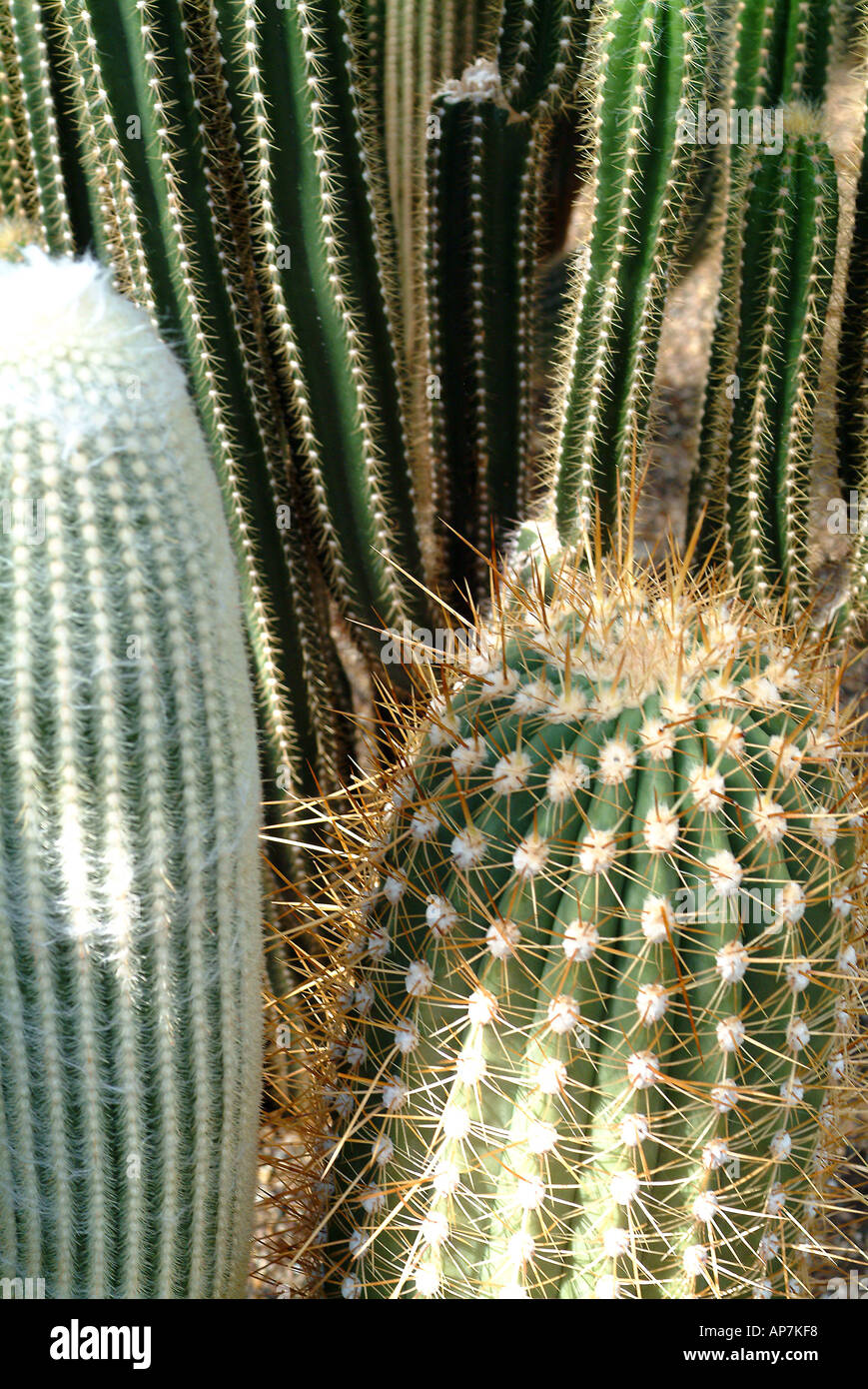 Close up detail of a giant cactus clearing showing the razor sharp ...