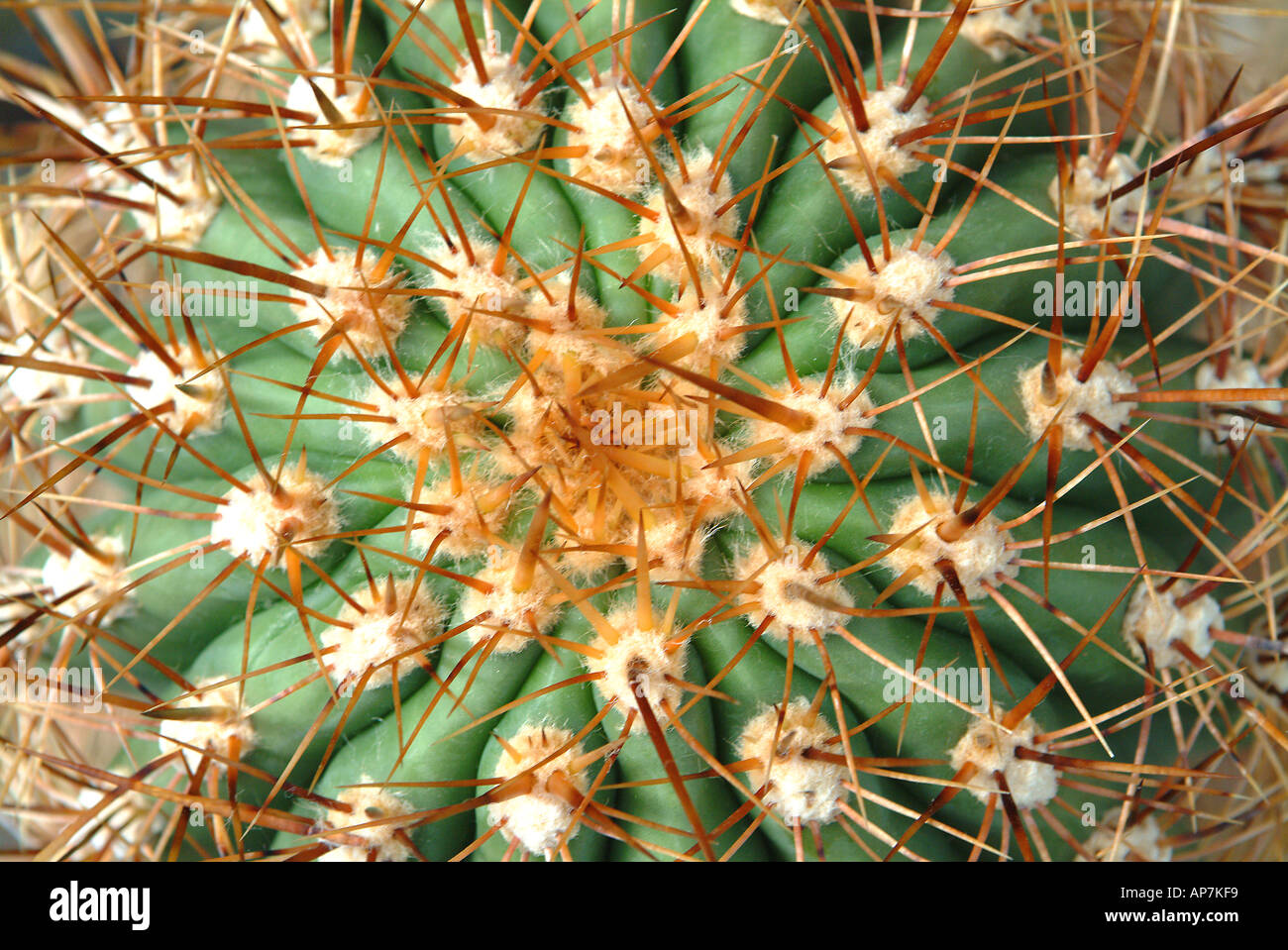 Close up detail of a giant cactus clearing showing the razor sharp ...