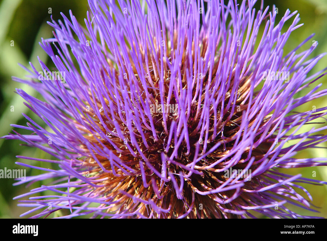 Detail of a purple flower showing the colour and interesting shape of ...
