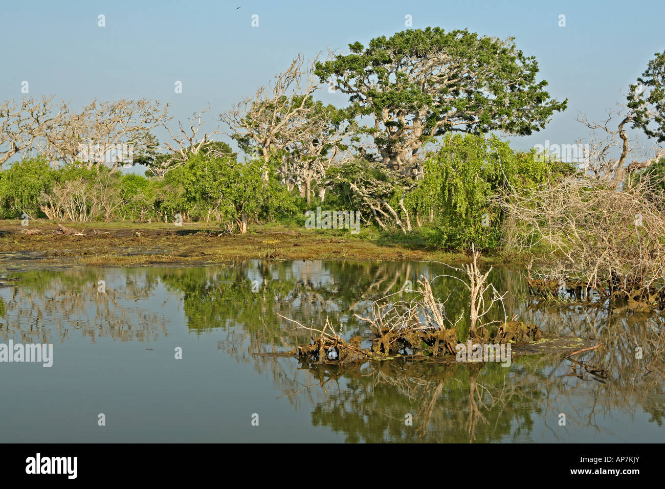 Bundala National Park Sri Lanka Stock Photo - Alamy