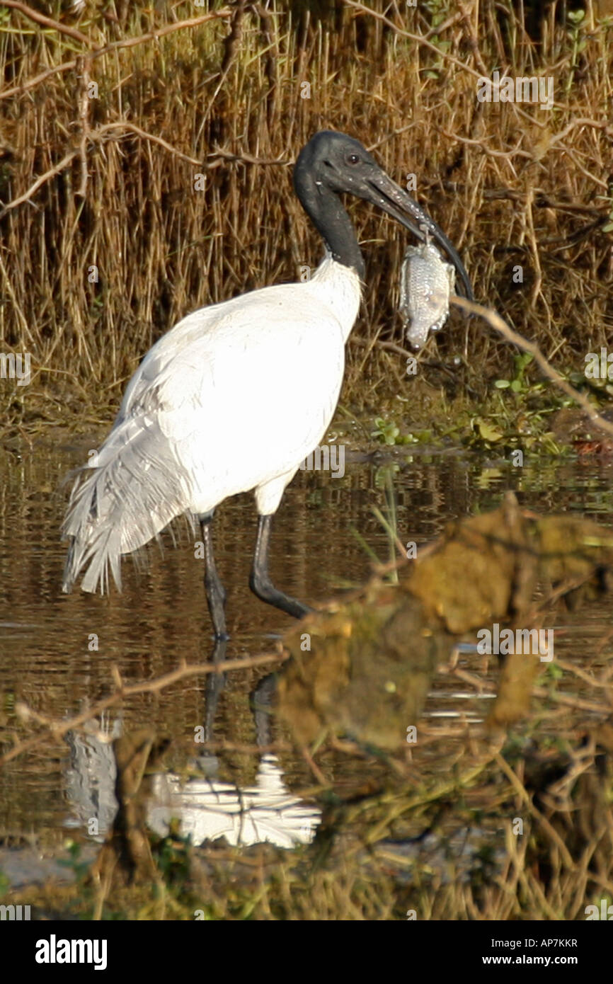 African sacred ibis,Threskiornis aethiopicus, eating fish, Bundala ...