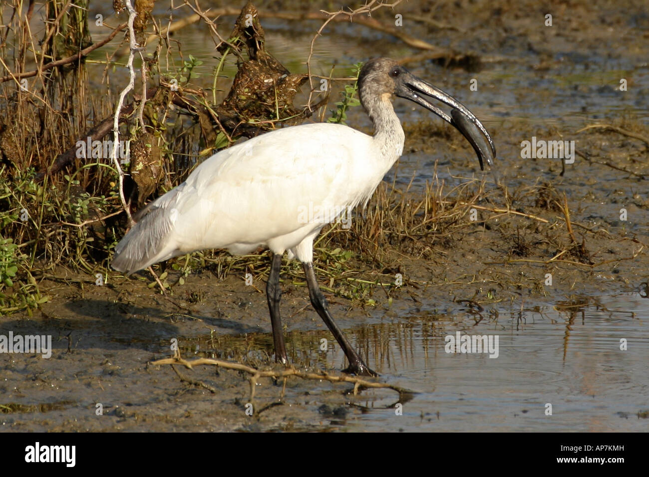 African sacred ibis,Threskiornis aethiopicus, eating fish, Bundala ...