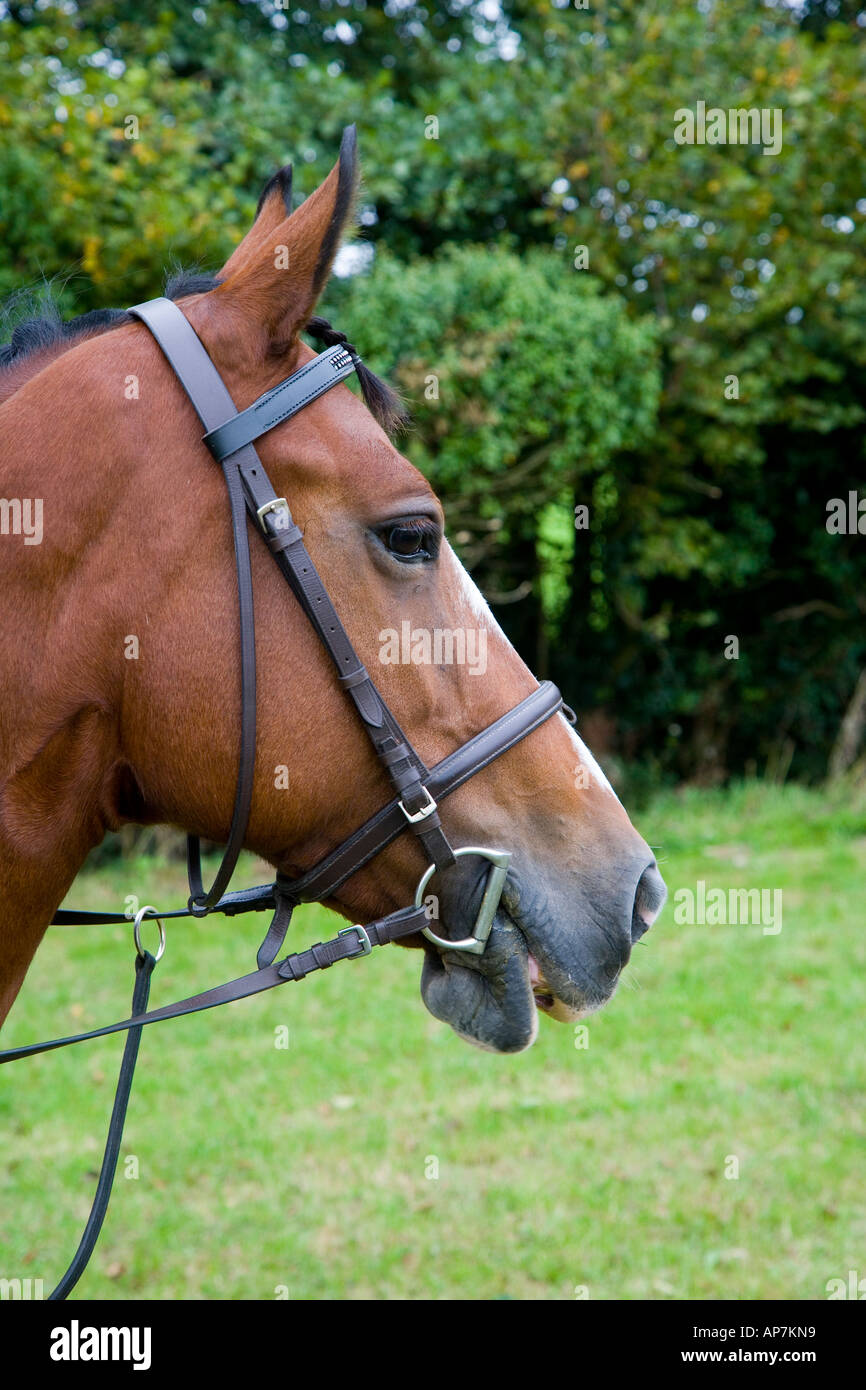 Horse talking hi-res stock photography and images - Alamy