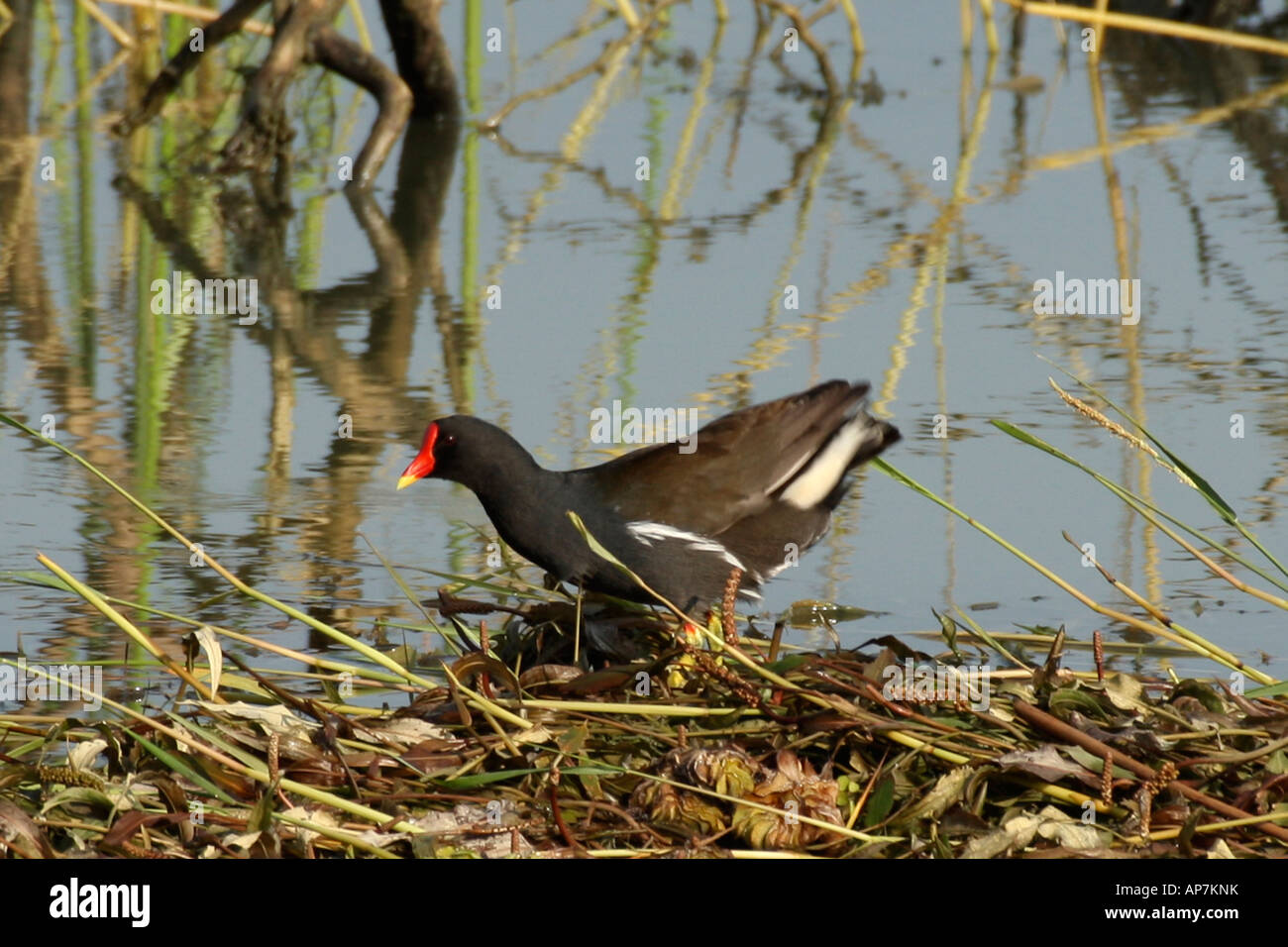 common Moorhen,Gallinula chloropus,aka waterhen, the swamp chicken ...