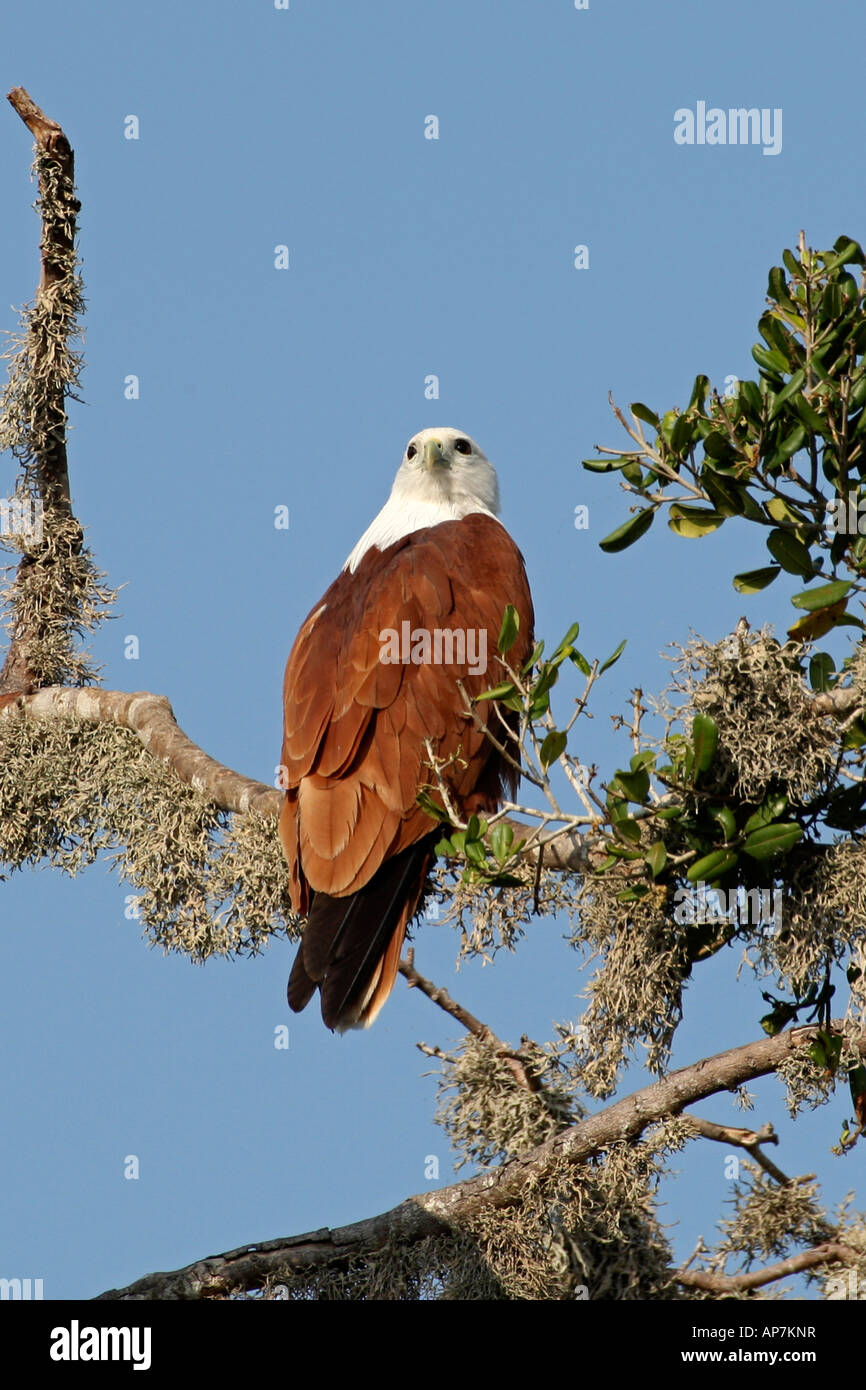 Brahminy kite sitting on hi-res stock photography and images - Alamy