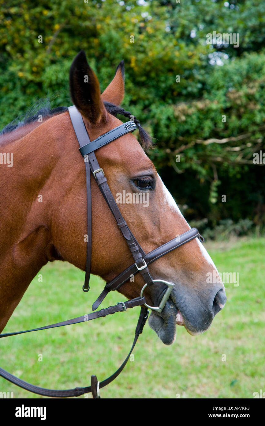 Talking horse hi-res stock photography and images - Alamy