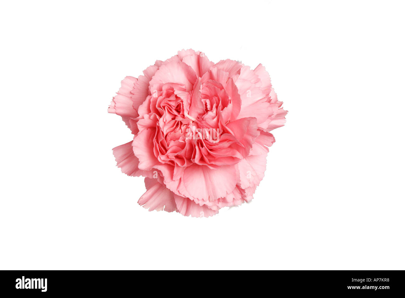 Flower head pretty Cut Out Stock Images & Pictures - Alamy