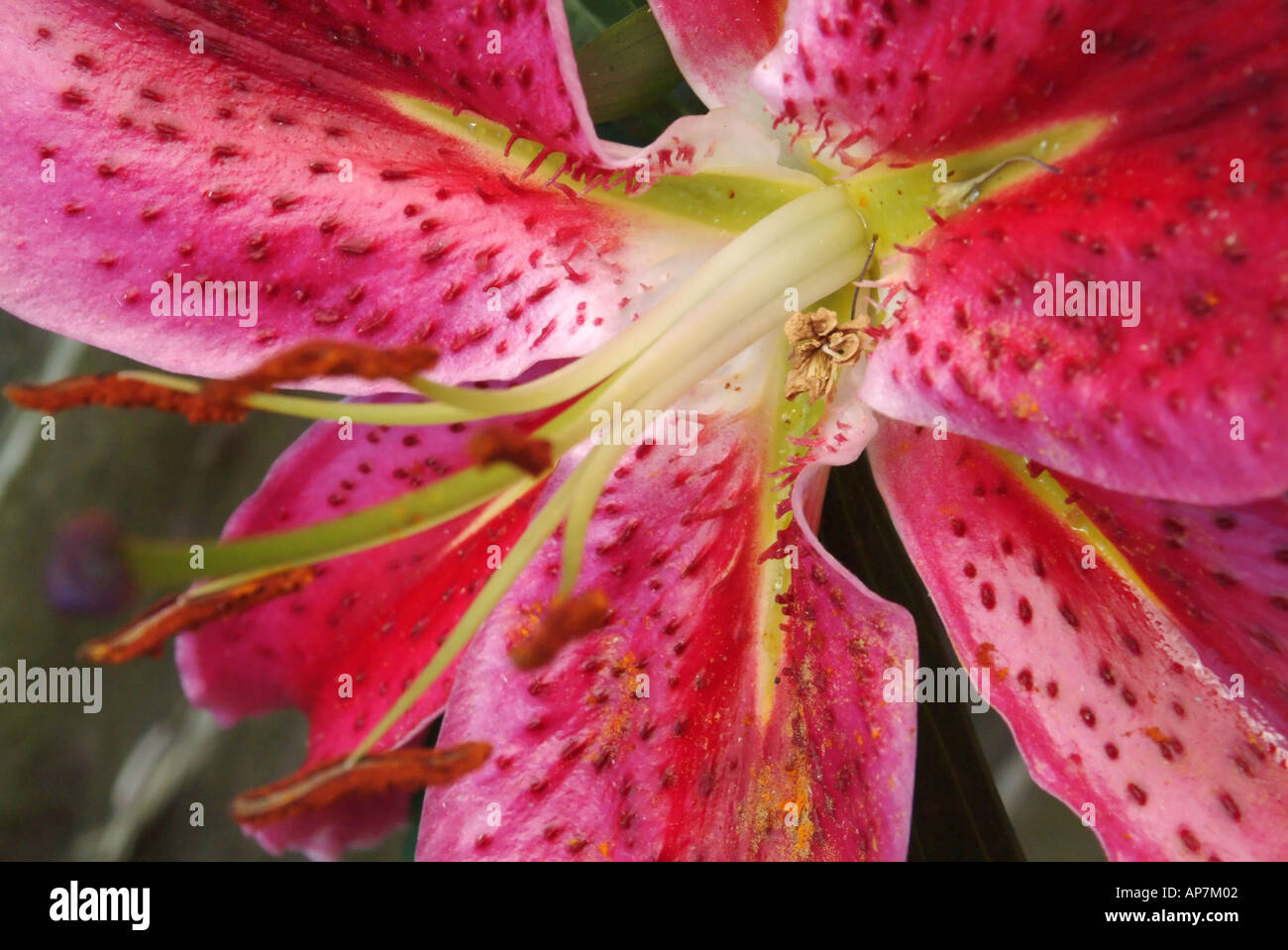 Close up detial of bright pink lily showing colour, texture and shape ...