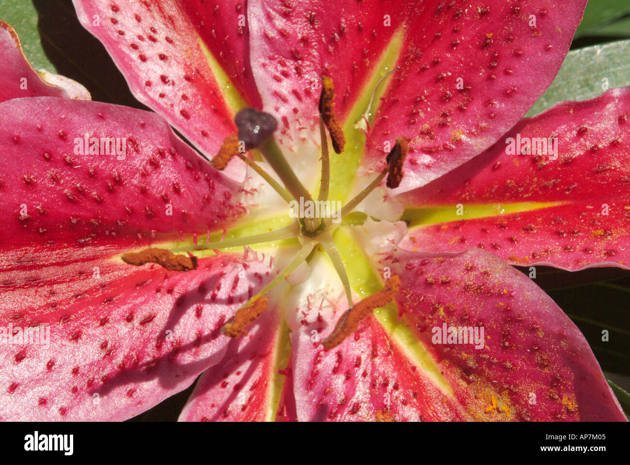 Close up detial of bright pink lily showing colour, texture and shape ...