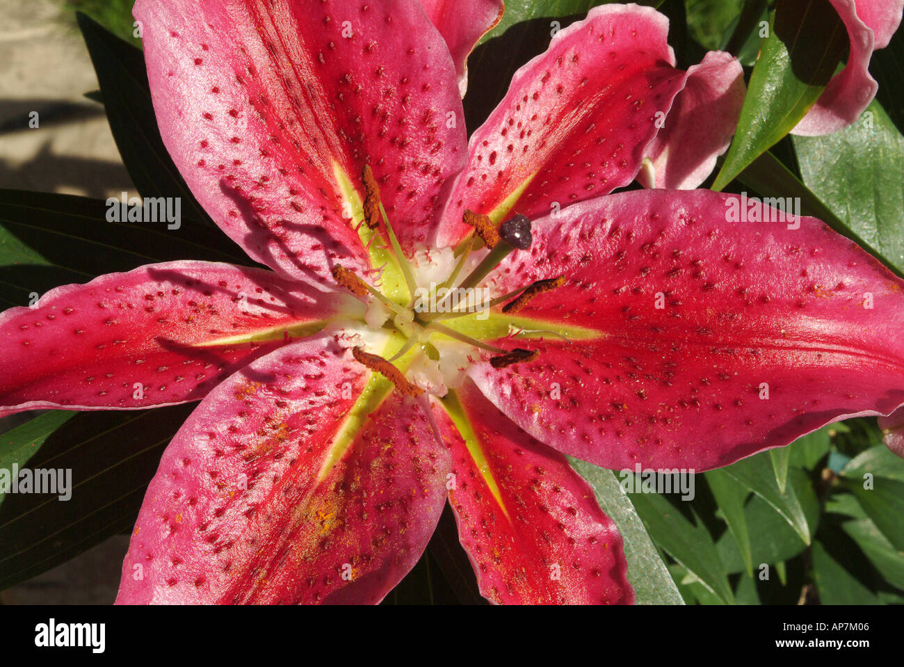 Close up detial of bright pink lily showing colour, texture and shape ...