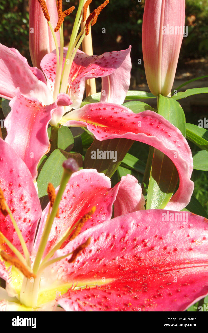 Close up detial of bright pink lily showing colour, texture and shape ...