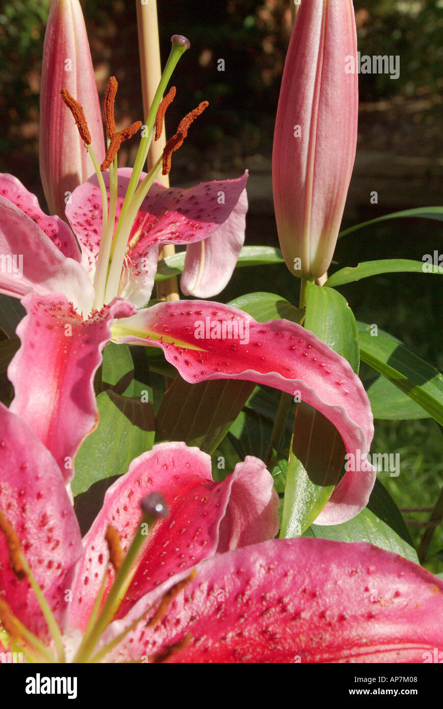 Close up detial of bright pink lily showing colour, texture and shape ...