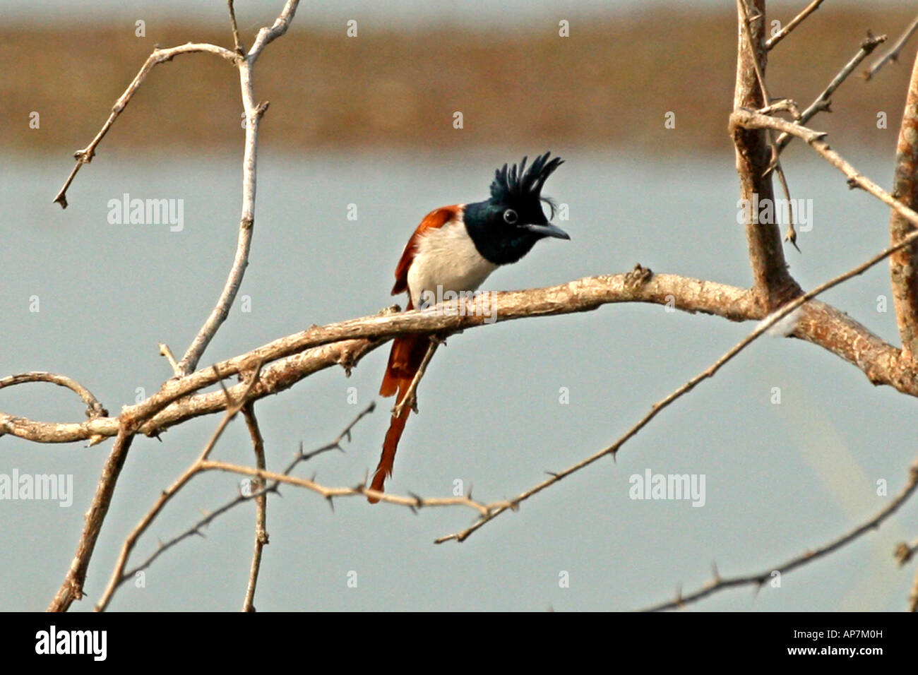 Sri lankan par hi-res stock photography and images - Alamy