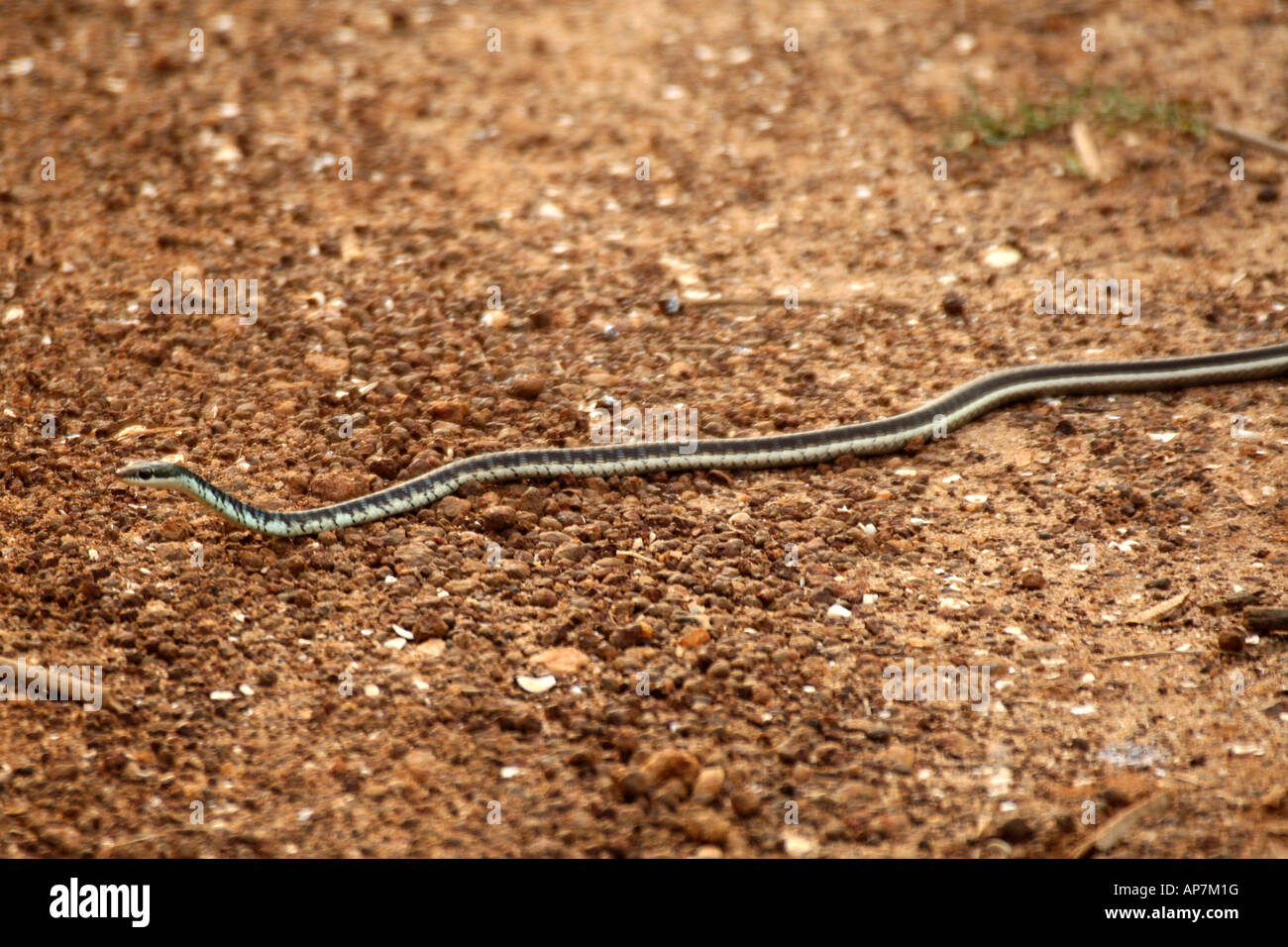 Bronzeback tree snake hi-res stock photography and images - Alamy