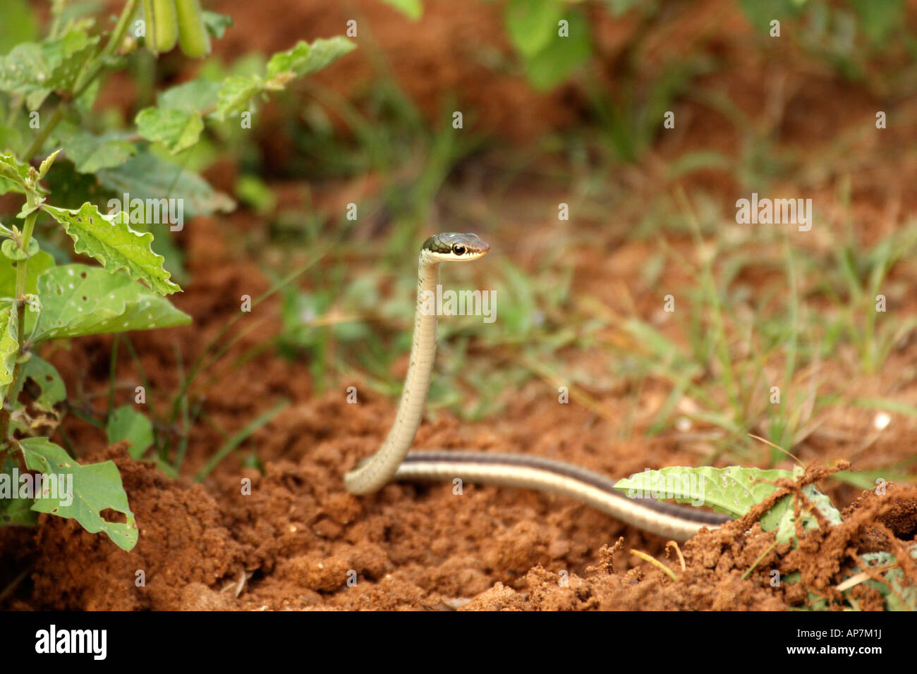 Dendrelaphis schokari hi-res stock photography and images - Alamy