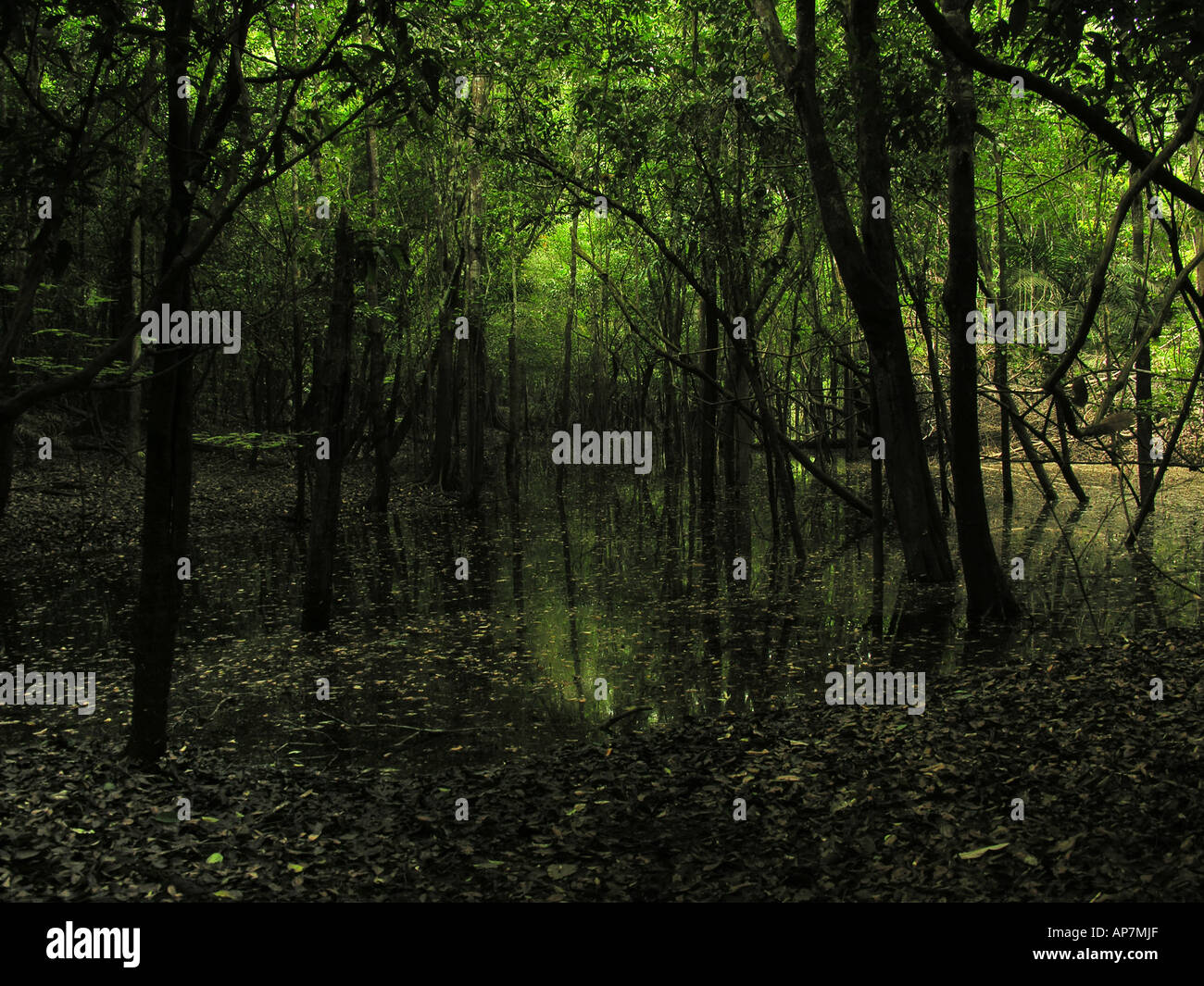 Inside of the amazonic rainforest Stock Photo - Alamy