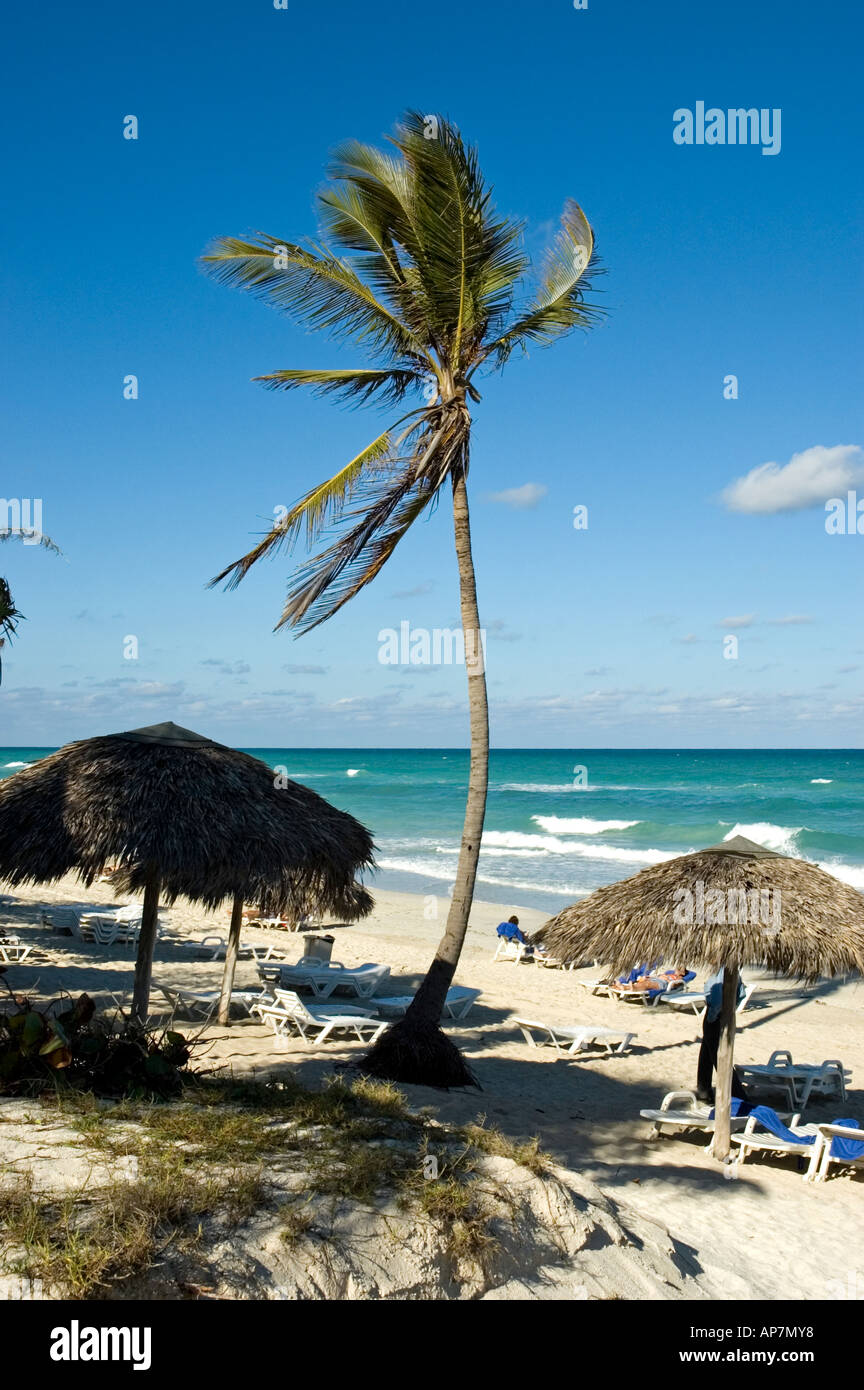 Cuba royal palm tree hi-res stock photography and images - Alamy