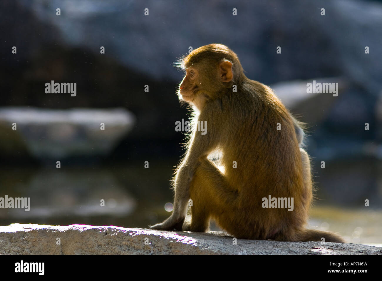 Monkey macaca hi-res stock photography and images - Alamy