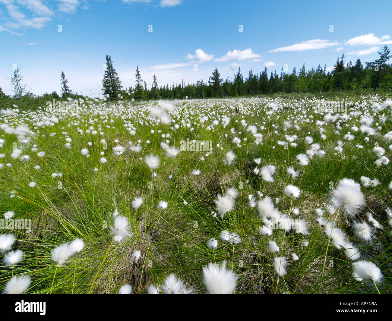 Swamp wool grass hi-res stock photography and images - Alamy