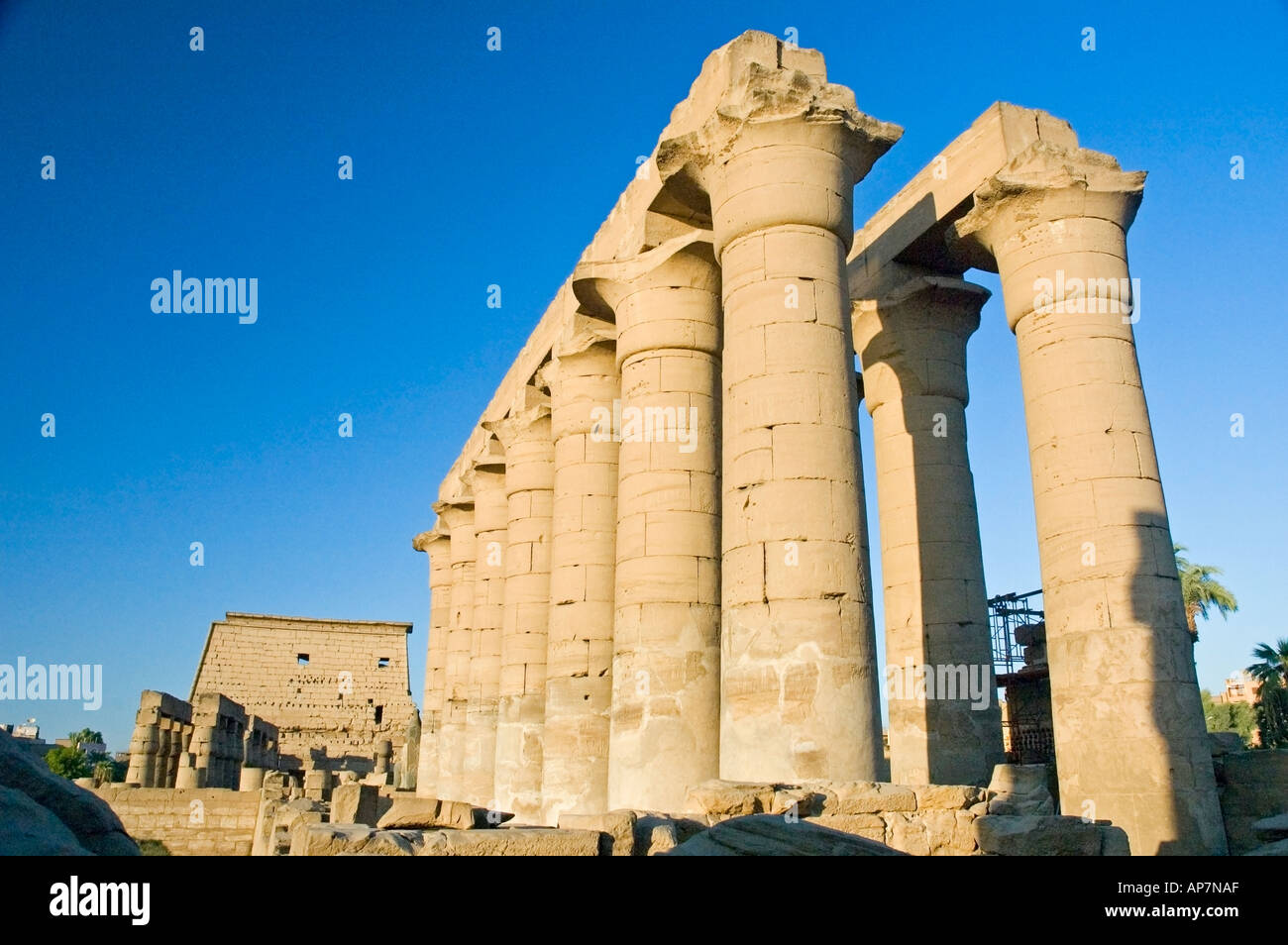 Fluted lotus columns, Luxor Temple, Thebes, Upper Egypt, Middle East ...