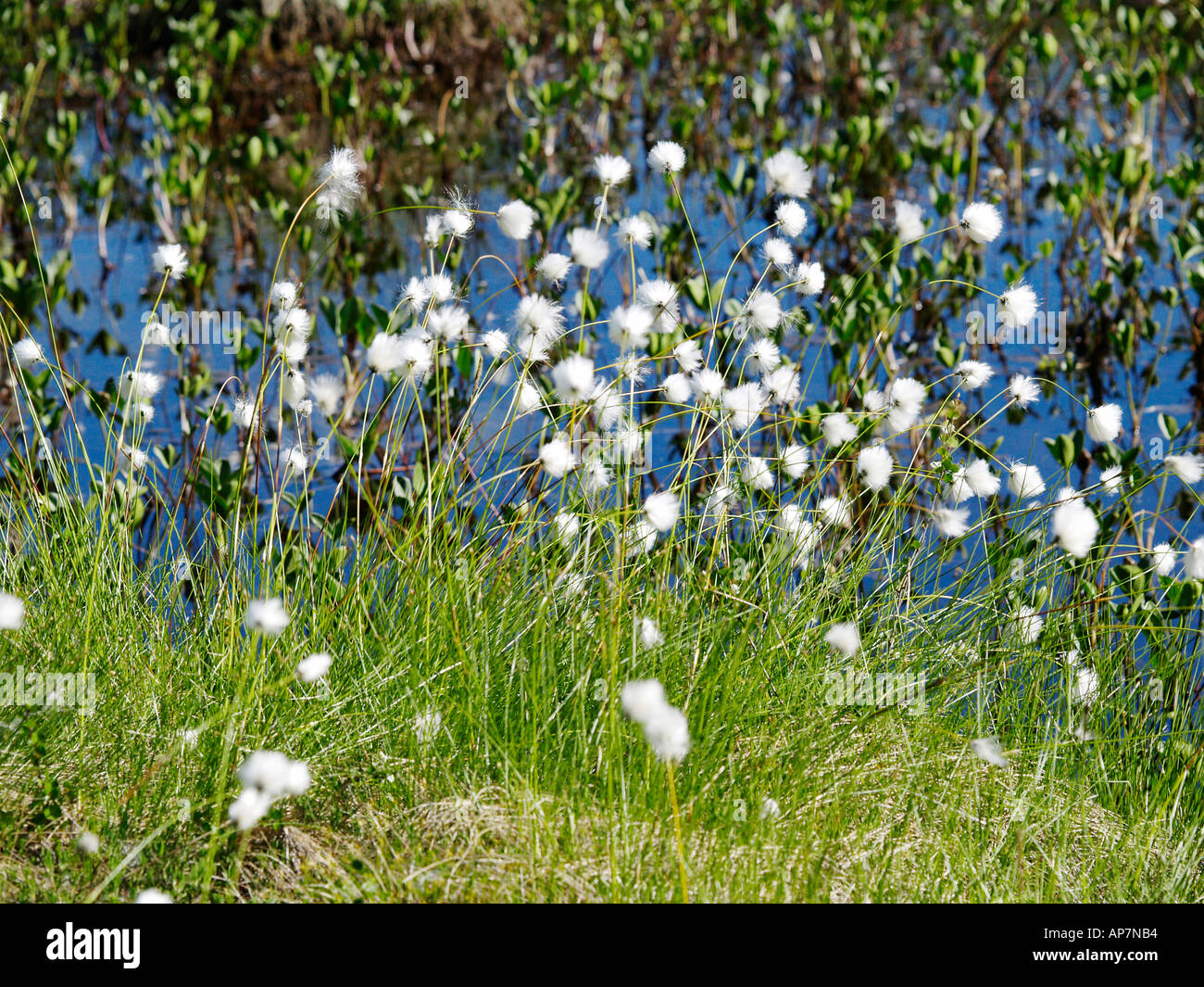 Swamp wool grass hi-res stock photography and images - Alamy