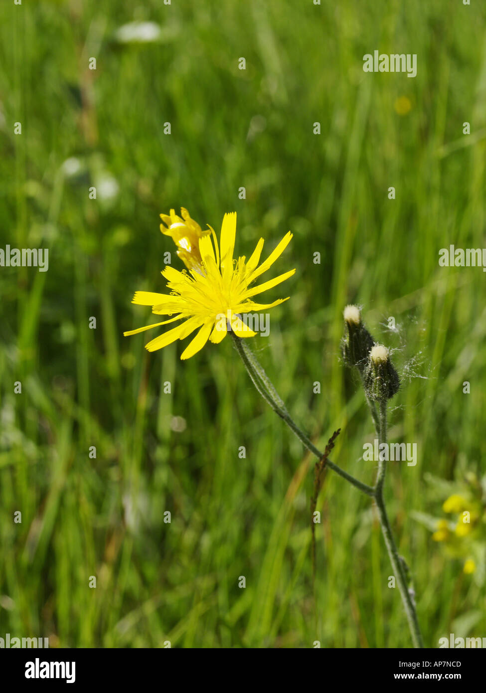 Flower composite hi-res stock photography and images - Alamy