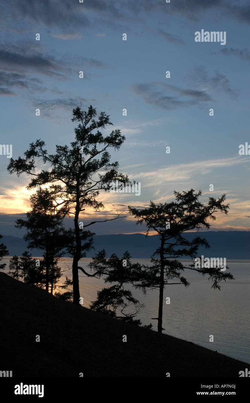 Sacred larch trees at Burkhan Cape on Olkhon Island on Lake Baikal in ...