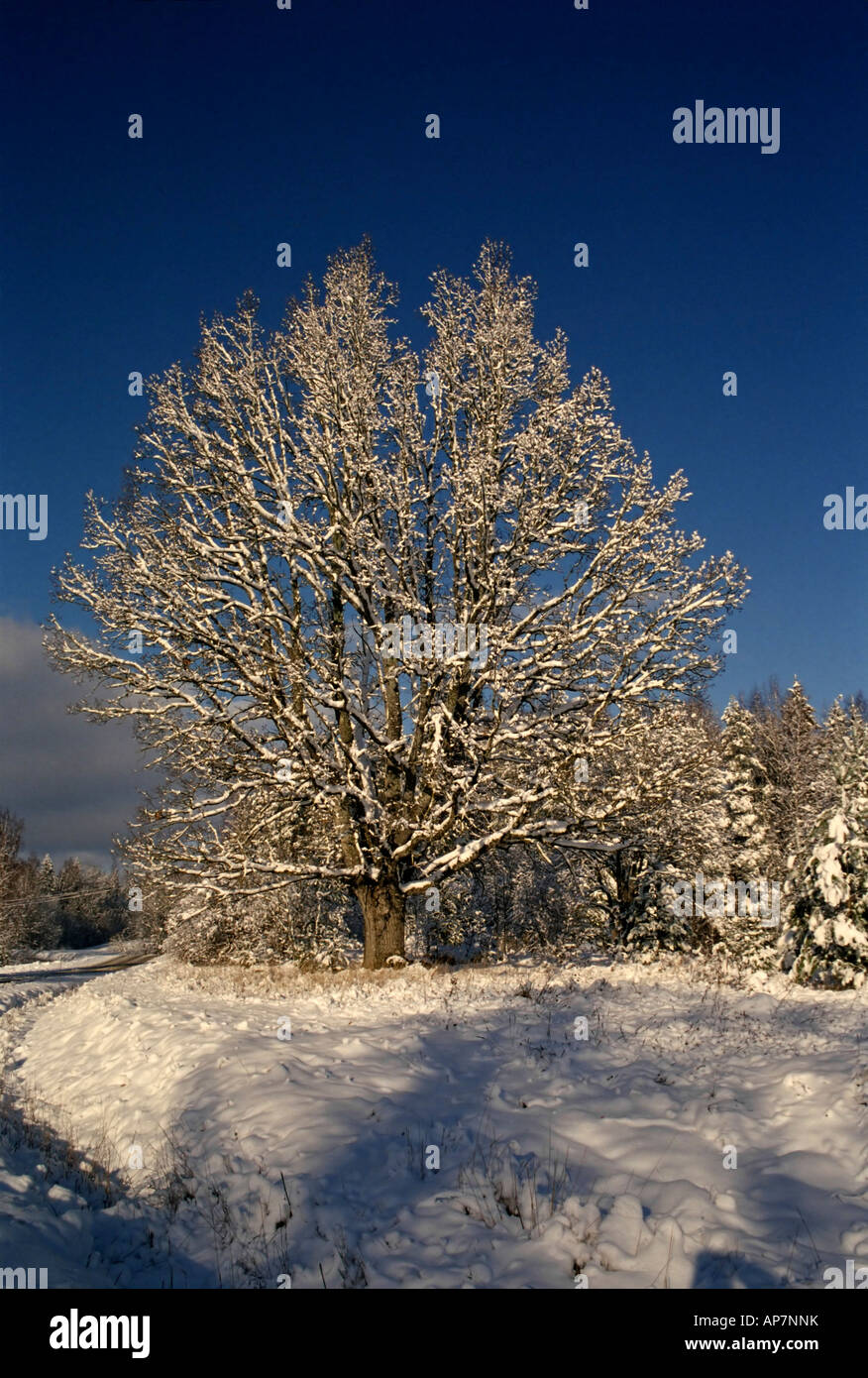 Snowy oak tree Stock Photo - Alamy
