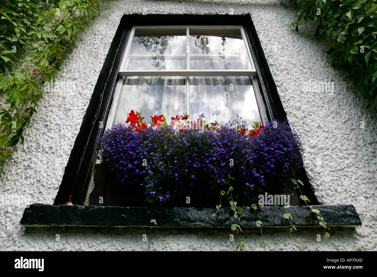 Typical house window cottage flower green bush shrub Bowness Windermere ...