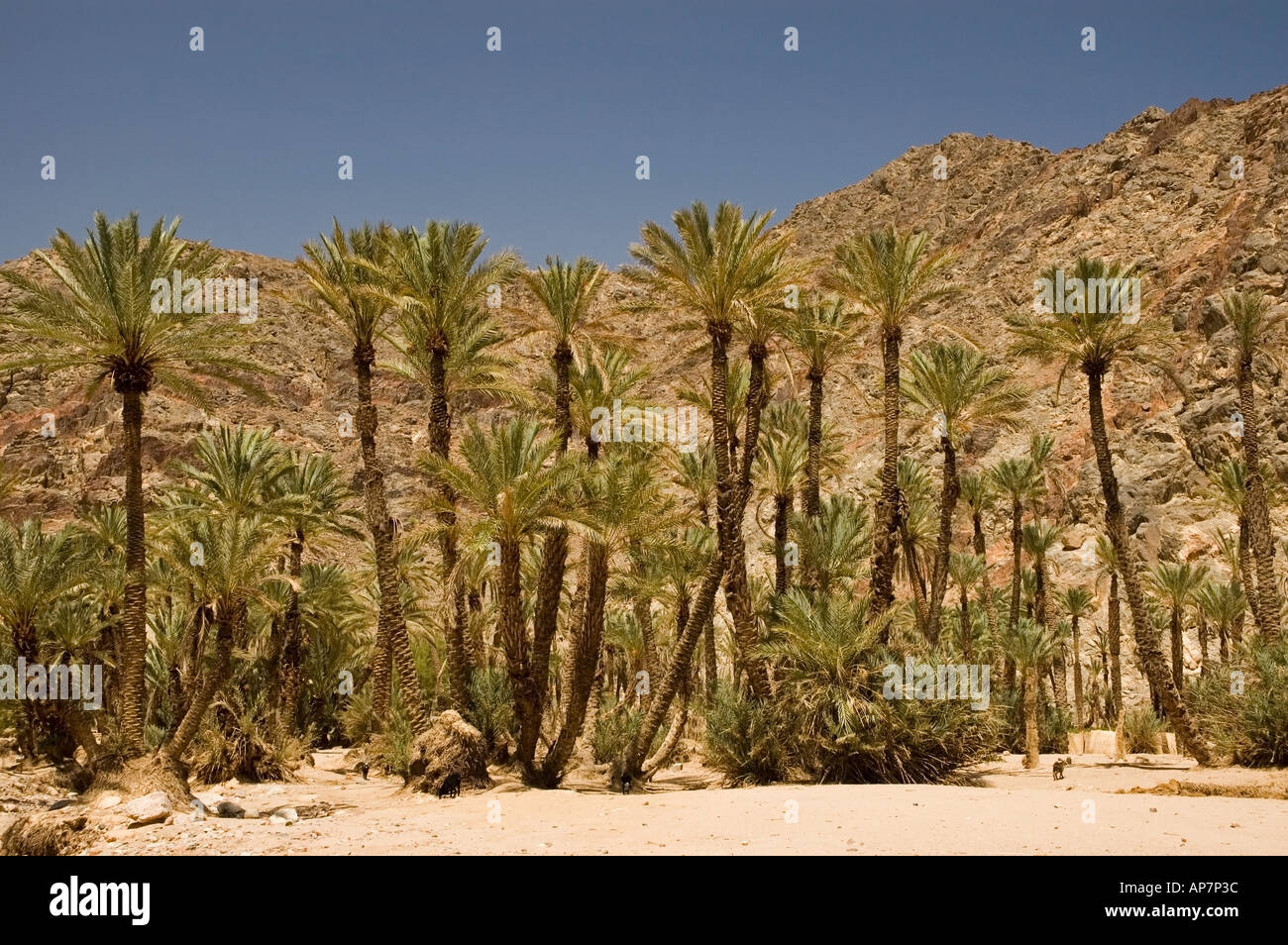 Are There Palm Trees In The Middle East at Jasper Saranealis blog