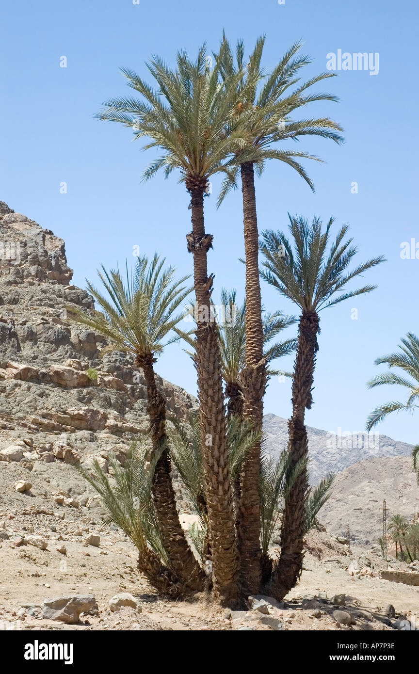 Date palm trees at Wadi Feiran Oasis, Sinai peninsular, Egypt, Middle ...
