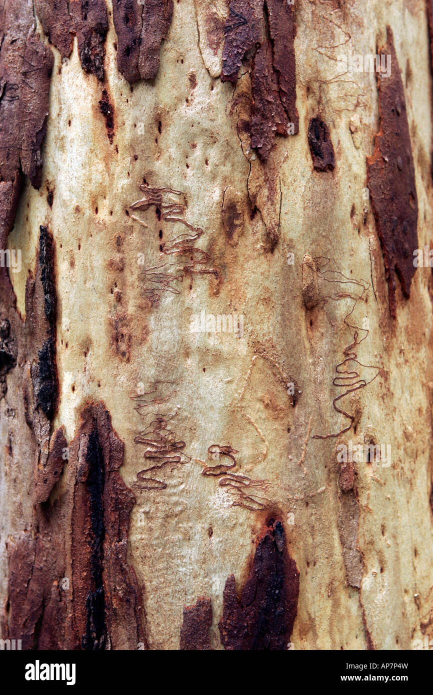 Burrows into the skin hi-res stock photography and images - Alamy