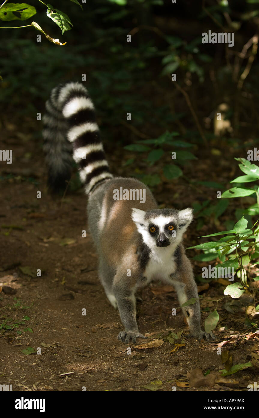 Ring-tailed lemur, Lemur catta, Anja Park, Madagascar Stock Photo - Alamy