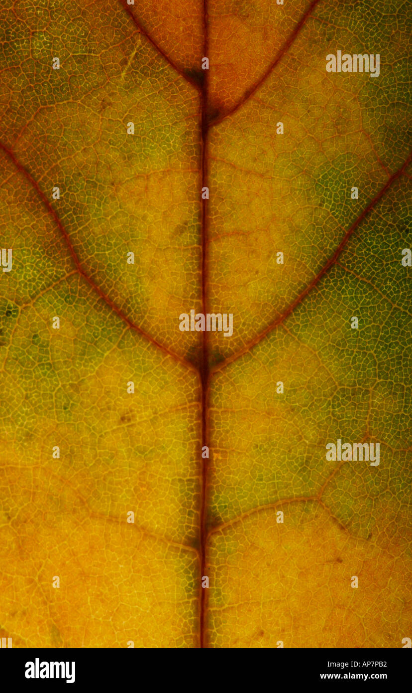 Autumnal maple leaf - crop full frame Stock Photo - Alamy