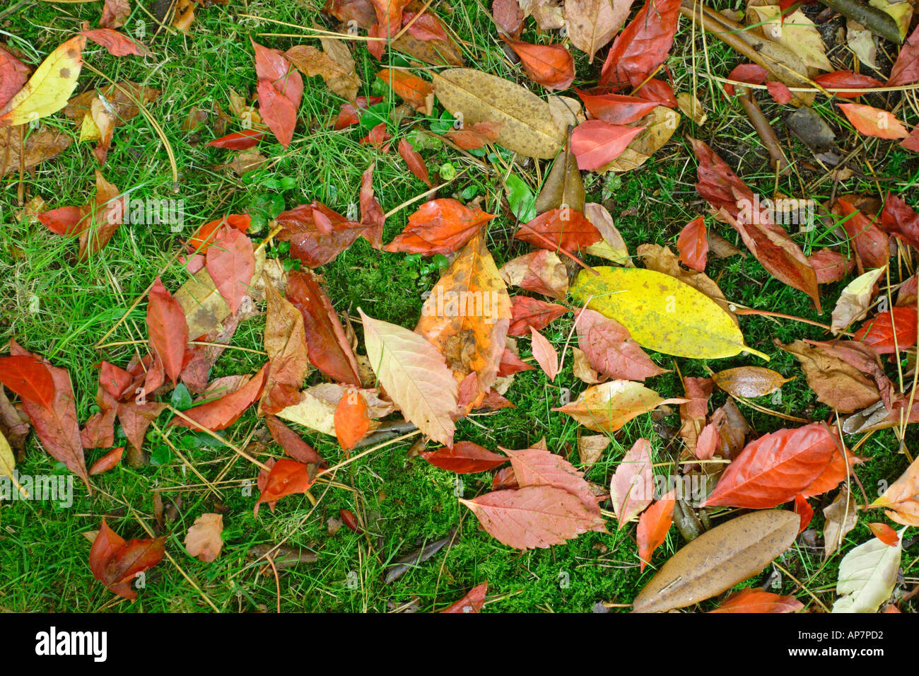 Autumn leaves on ground Stock Photo - Alamy