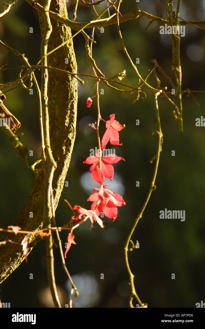 Red walnut leaves against sun Stock Photo - Alamy