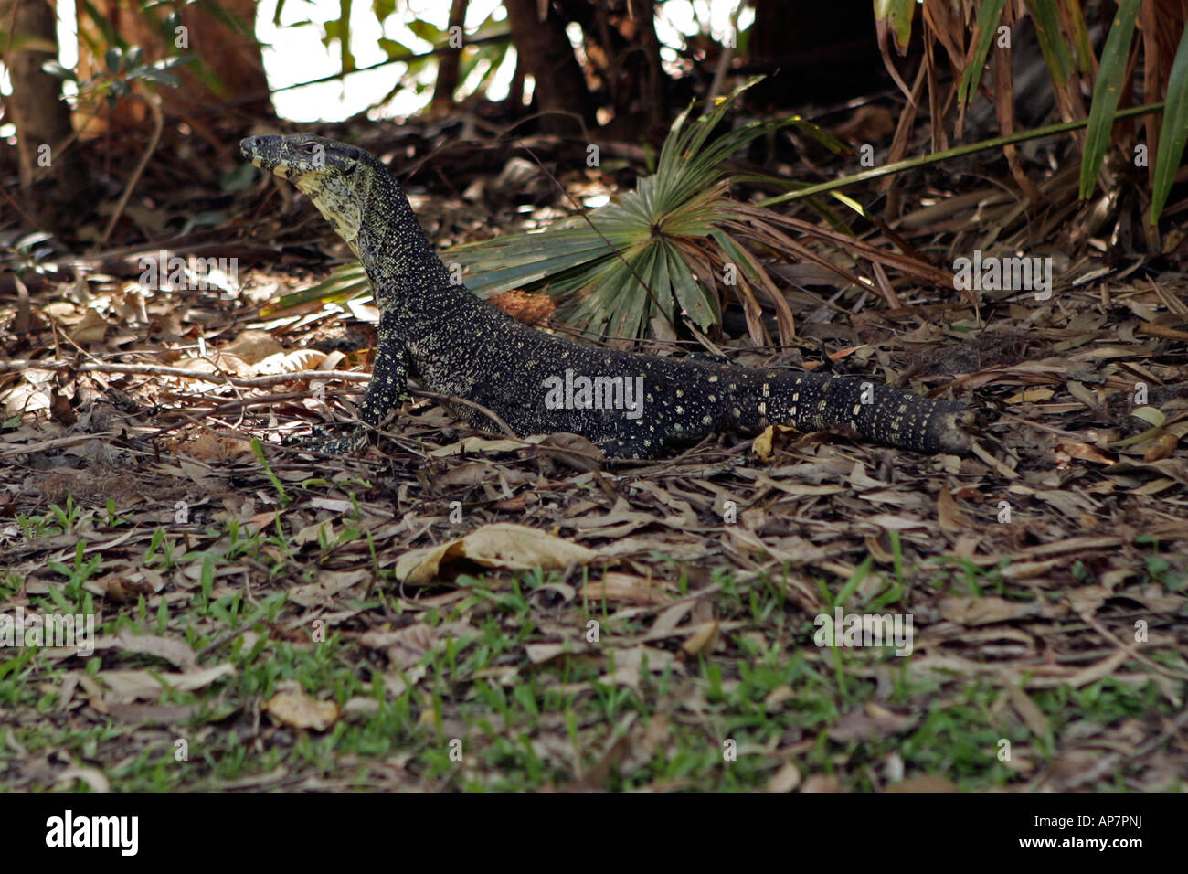 Lace monitor or tree goanna, Varanus varius, Noosa Heads National Park ...
