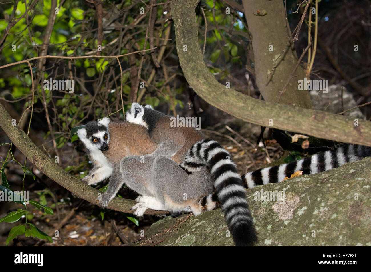 Ring tailed lemurs mating hi-res stock photography and images - Alamy