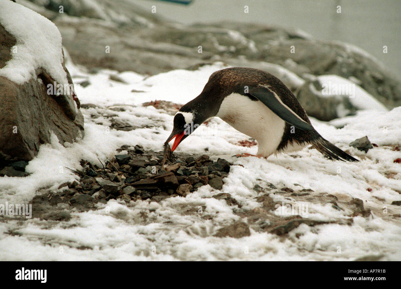 Picking up rocks hi-res stock photography and images - Alamy